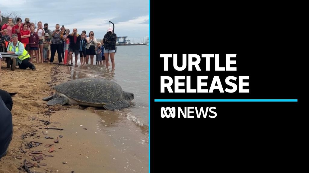 Sea Turtle Without Shell