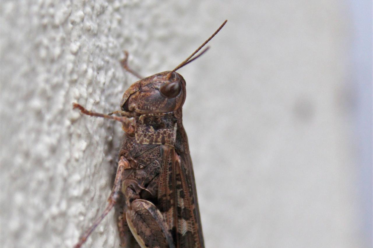 Locusts make it to Tasmania - ABC News
