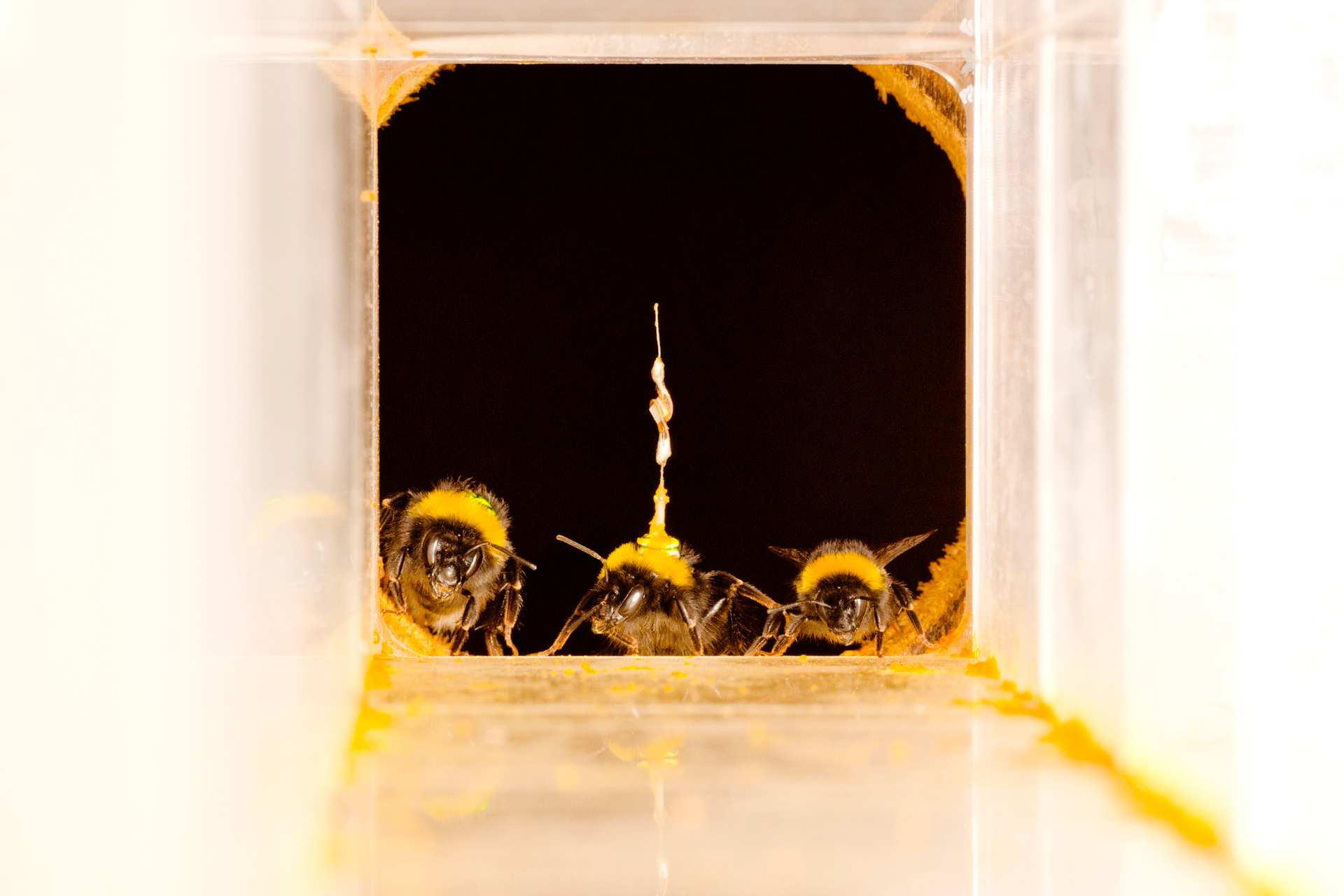 Vision of bees applied to drone navigation - ABC listen