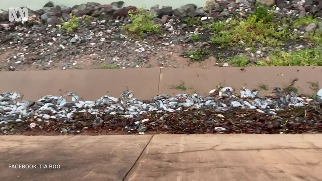 Welcome to the town where rats rule the land and sea - ABC News