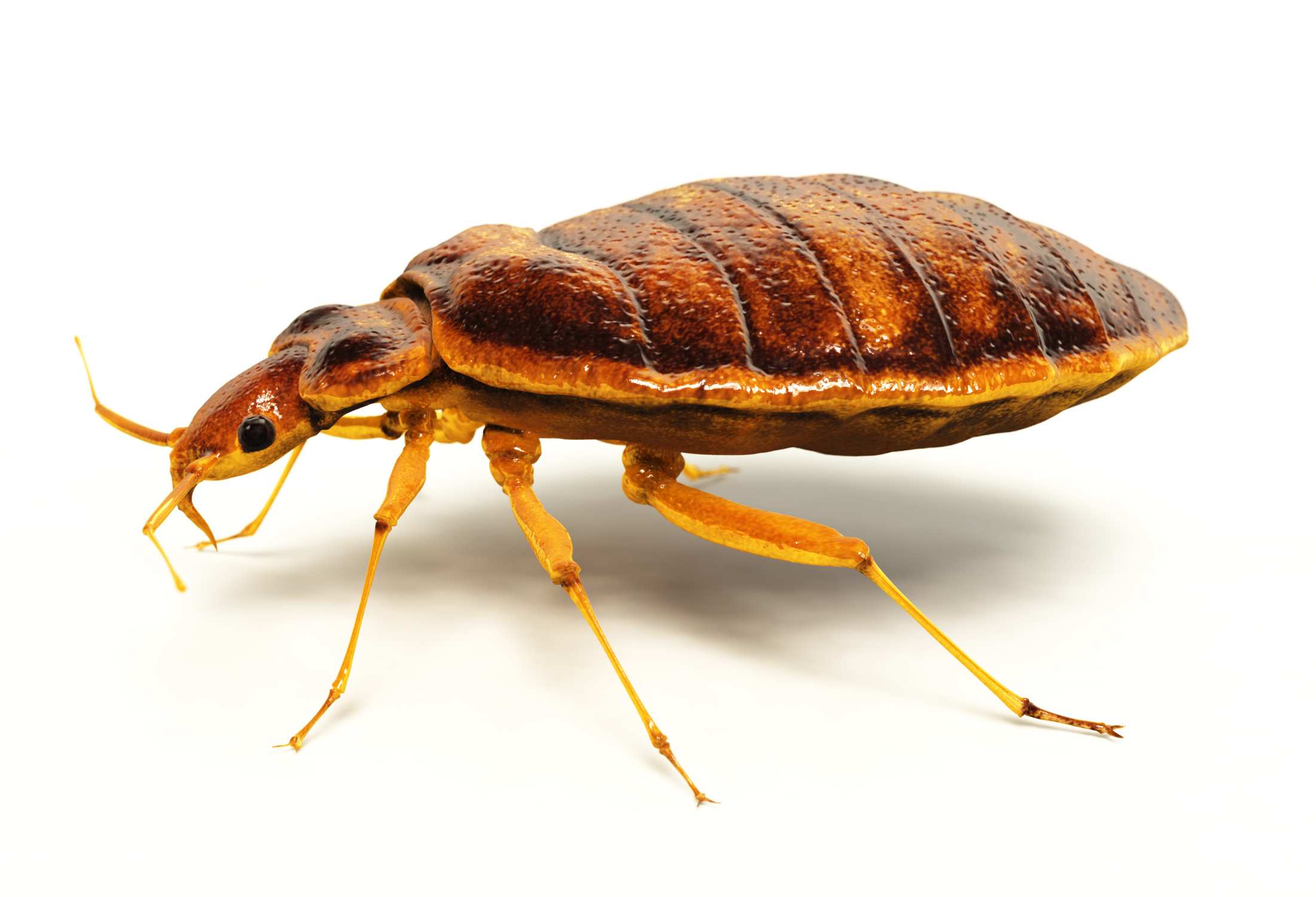Bed Bugs have always been a problem in Australia, and they don't ...