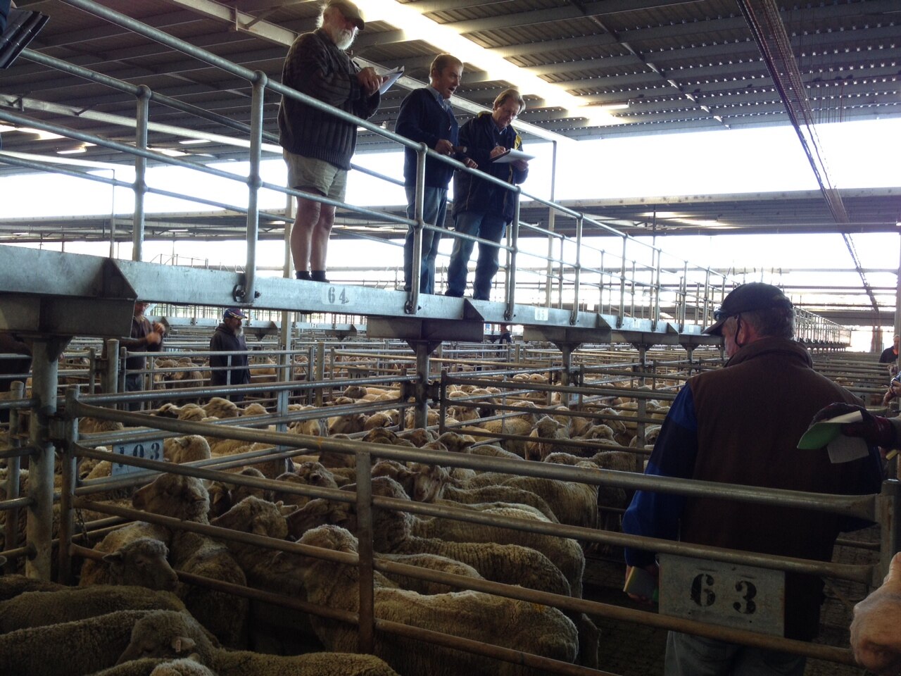 Farmers sell sheep in record numbers at Muchea - ABC News