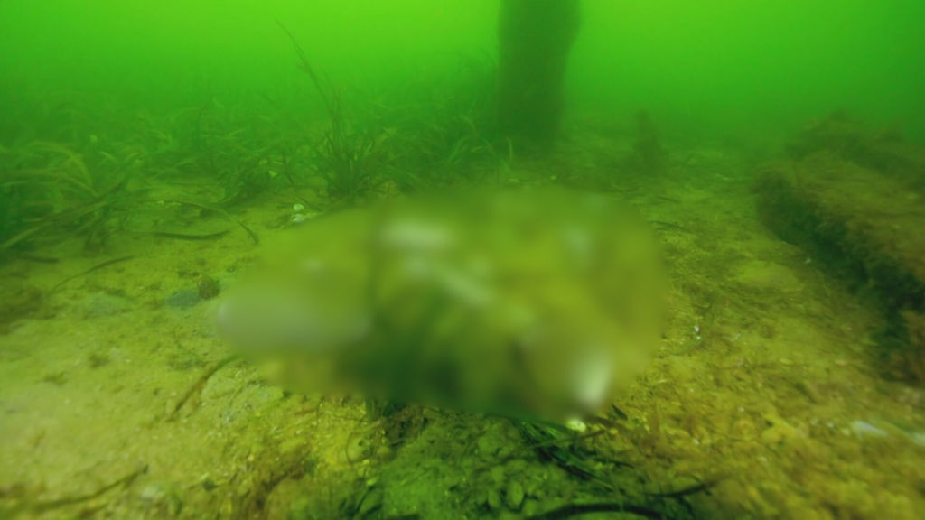Underwater vision of a fish kill event in Ardrossan linked to SA's ...