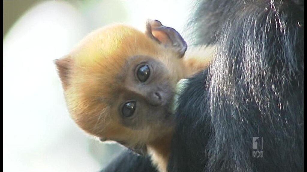 Endangered monkey steps out for leaves - ABC News