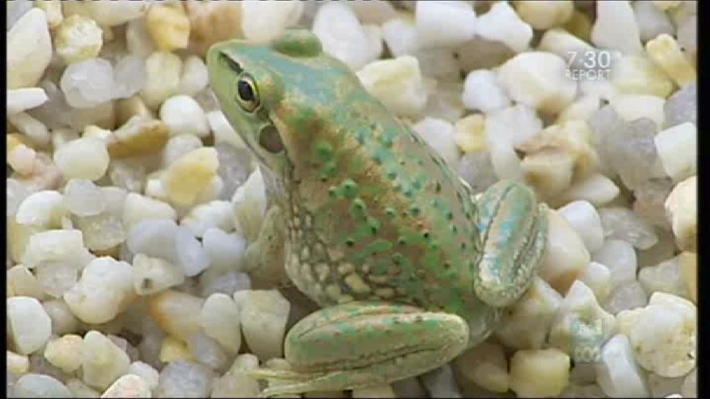 'Extinct' frog discovered in NSW - ABC News