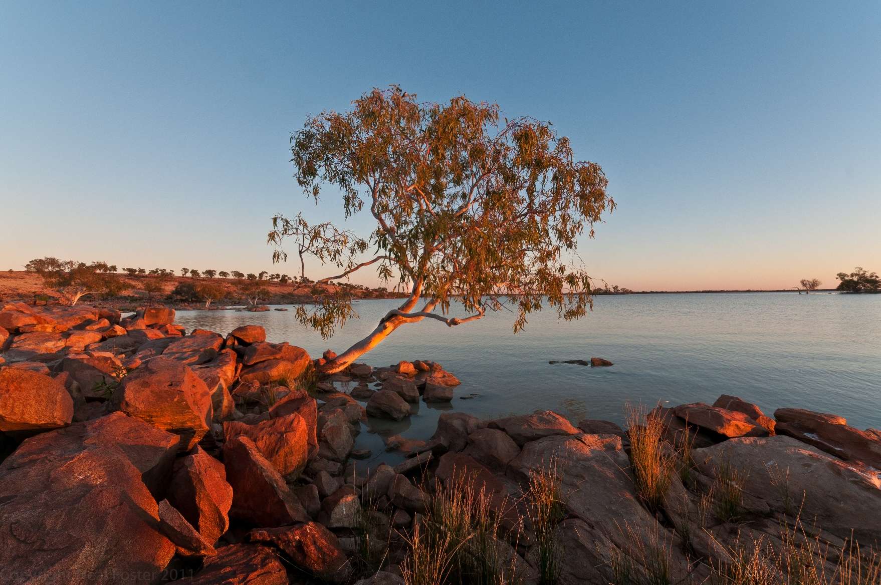 Prickly tree wows tourists in outback discovery tour - ABC News