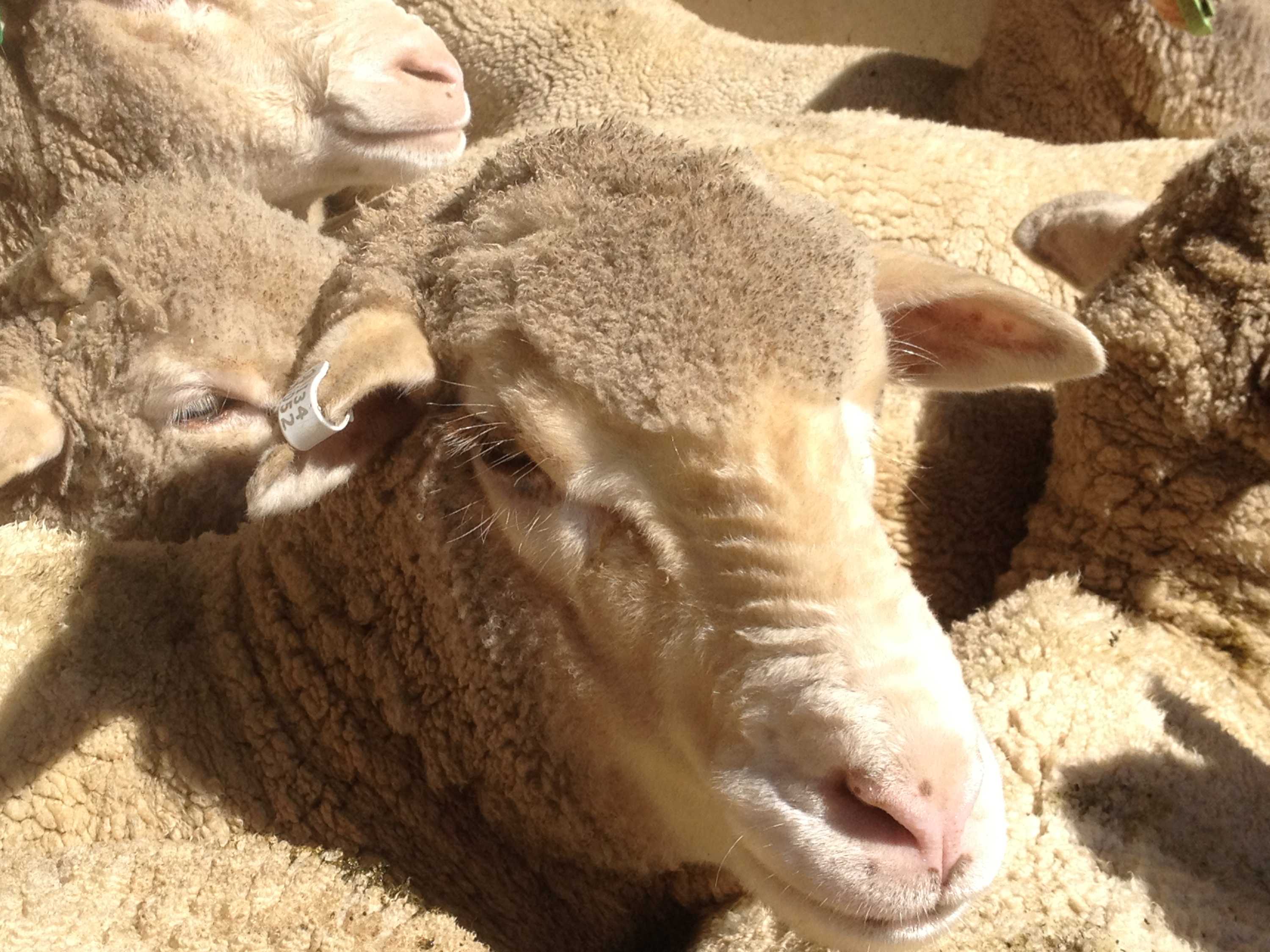 Scientists map entire sheep genome - ABC News