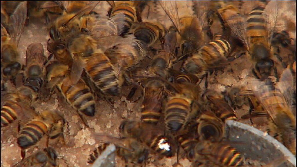 Bee Patrol - ABC News