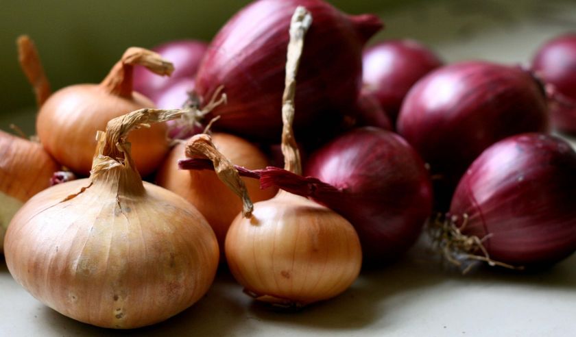 Onion industry confident anti-levy motion will fail - ABC News