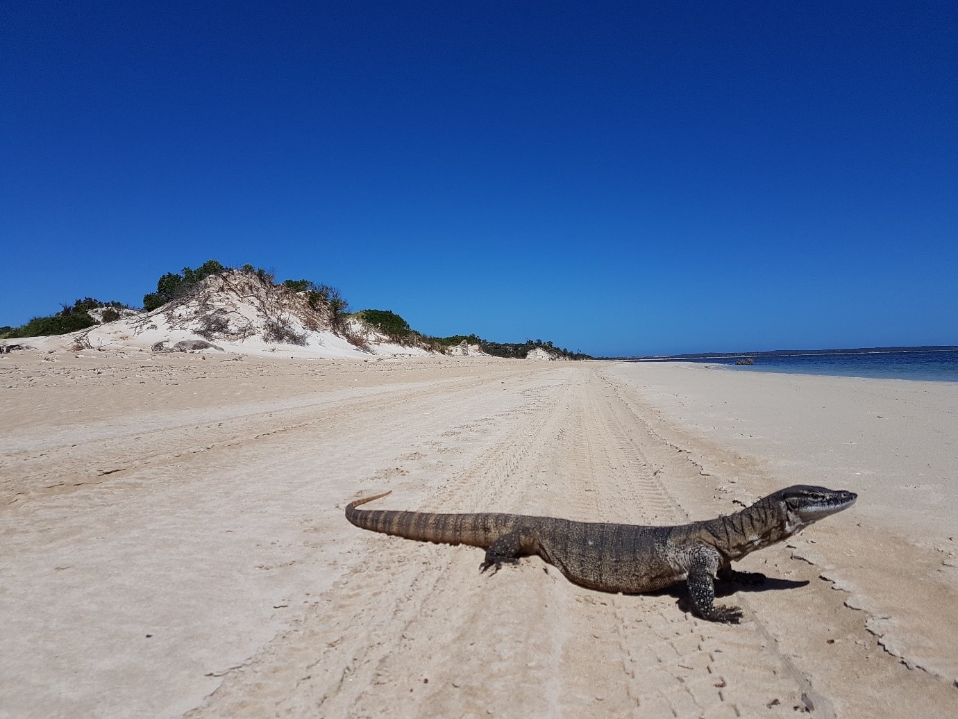 Rare heath goannas killed by vehicles as visitor numbers increase in ...