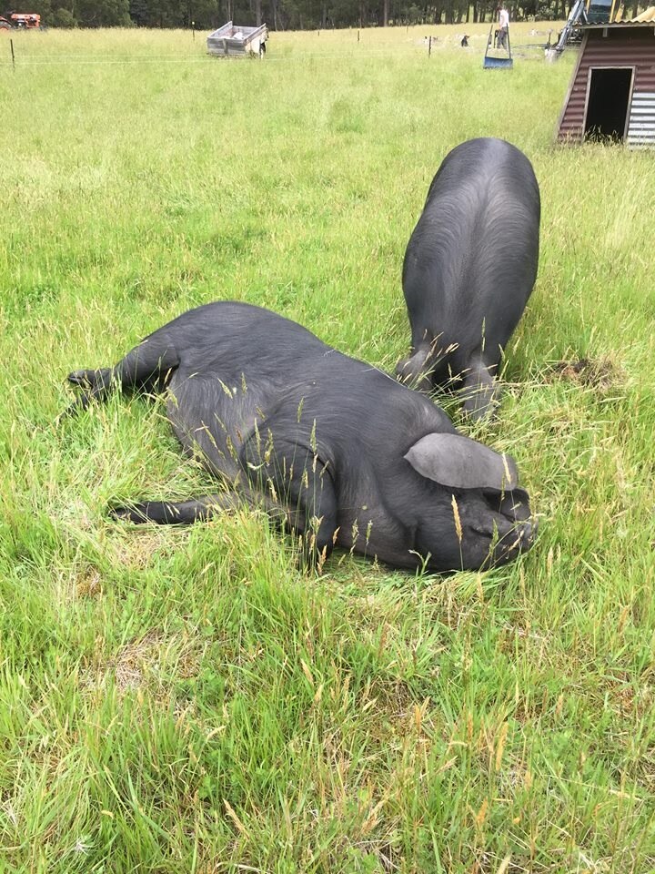 The gentle giants of the heritage pig industry happy on farm in the ...