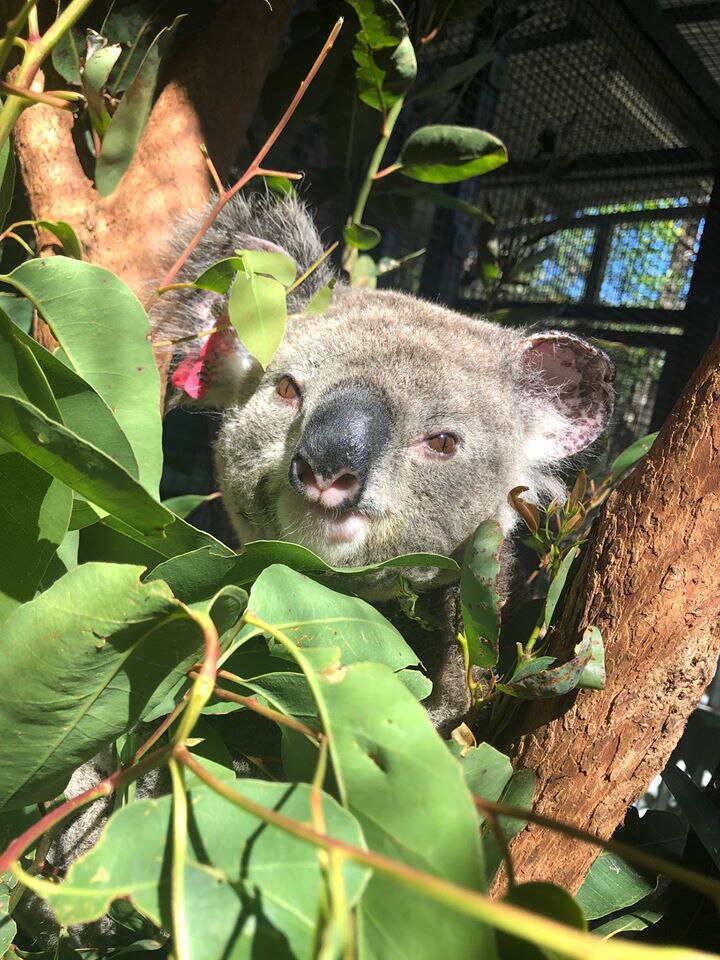 Koala Ark: The plan to future-proof Australia's koalas - ABC listen