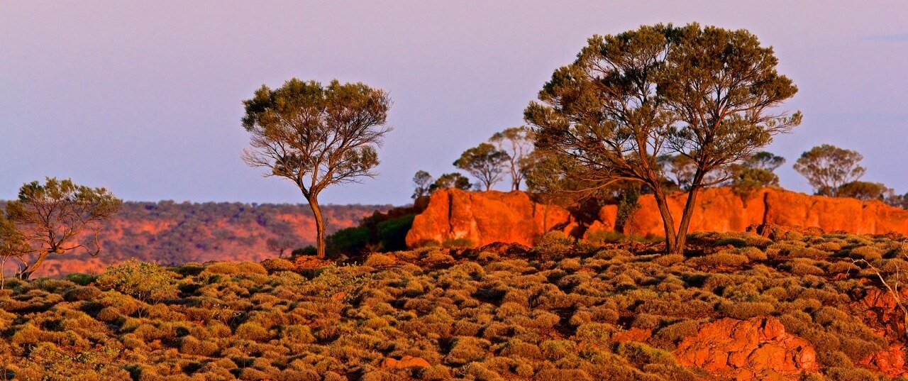 Grazier captures spectacular images of rare grey falcon in outback Qld ...