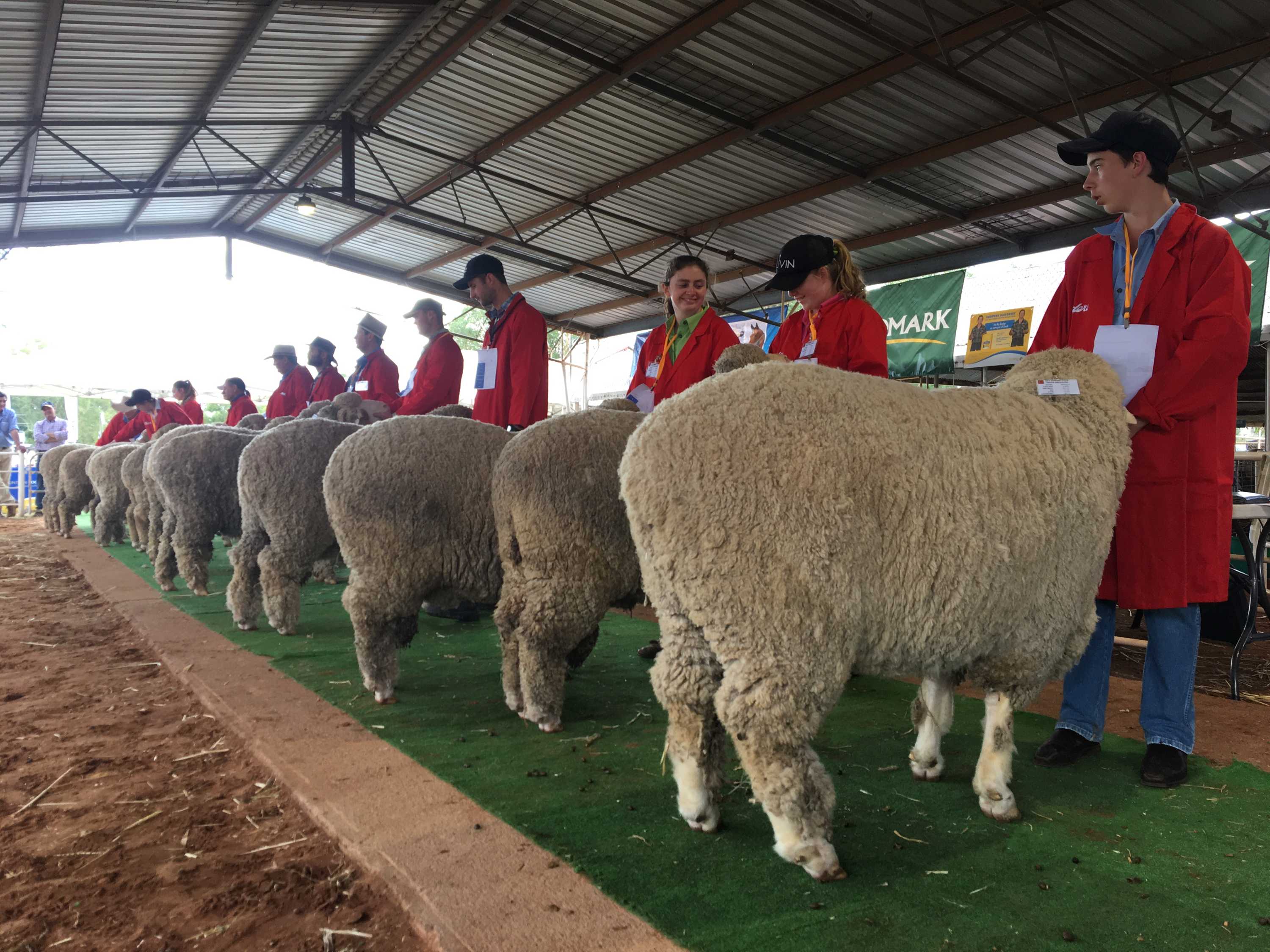 Merino sheep genetics on show as Queensland aims to repair wool ...