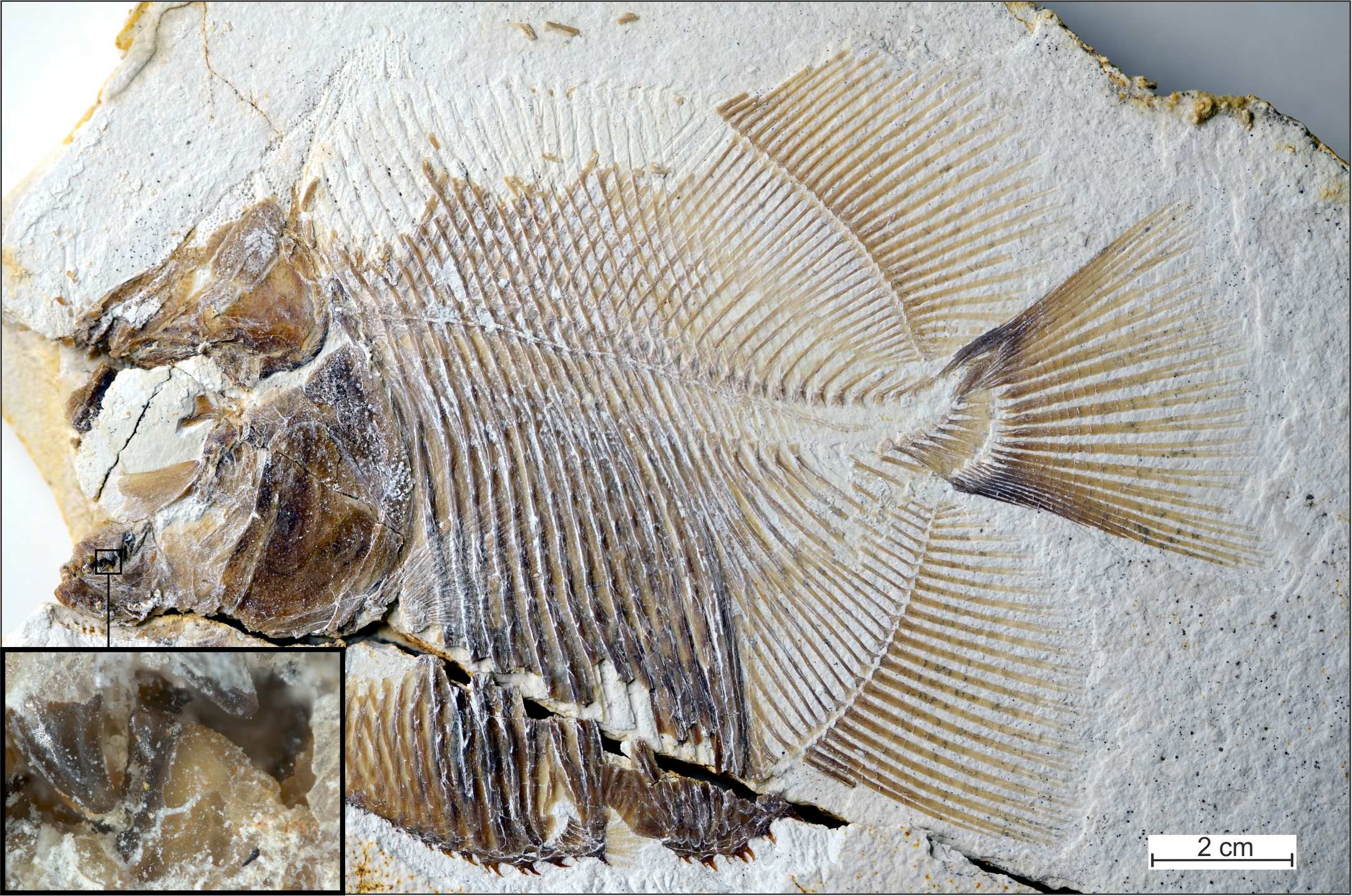 Fossil of flesh-eating fish and its victims captured in 150-million ...