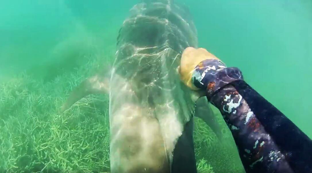 Tiger shark tangled in net gets helping hand from Geraldton ...