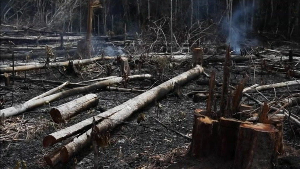 Wildfires in Brazil have destroyed vast swathes of the Amazon ...