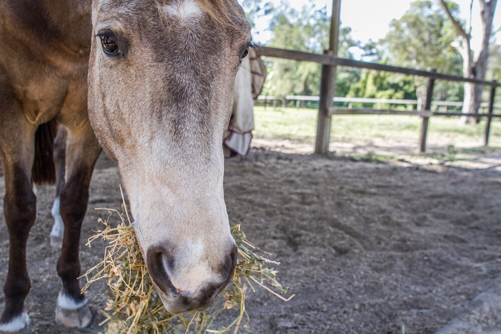 Meet the horse mascot giving the Brisbane Broncos rugby league team ...