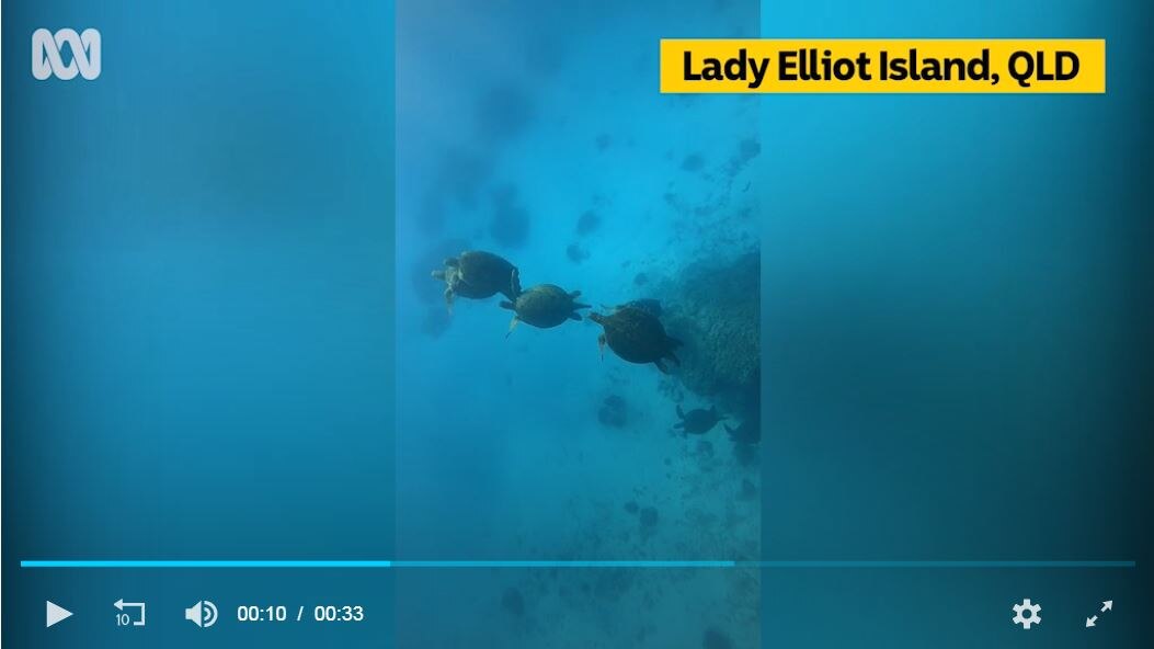 Green turtles mating near Lady Elliot Island. - ABC News
