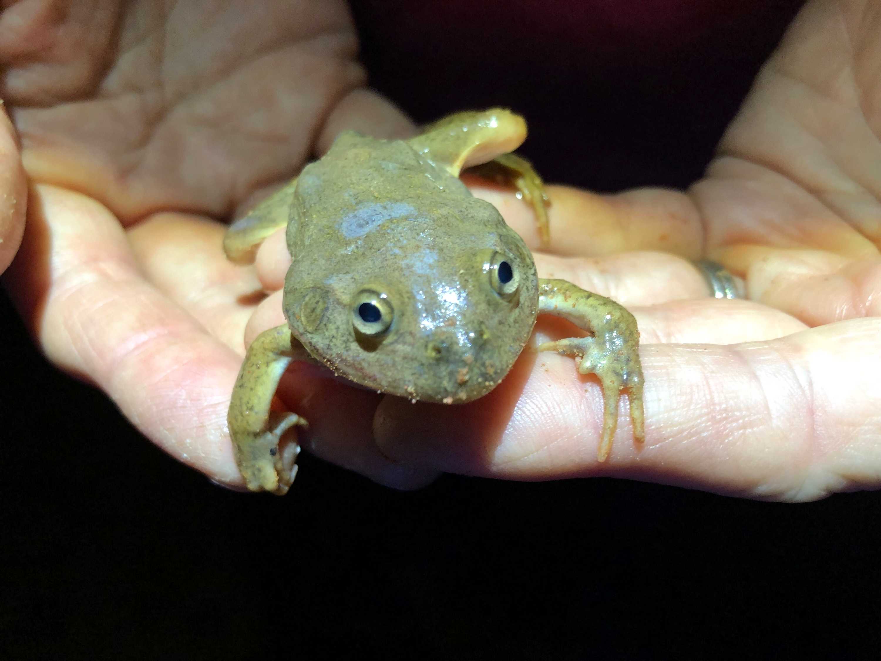Citizen scientists discover new frogs, monitor health of environment ...