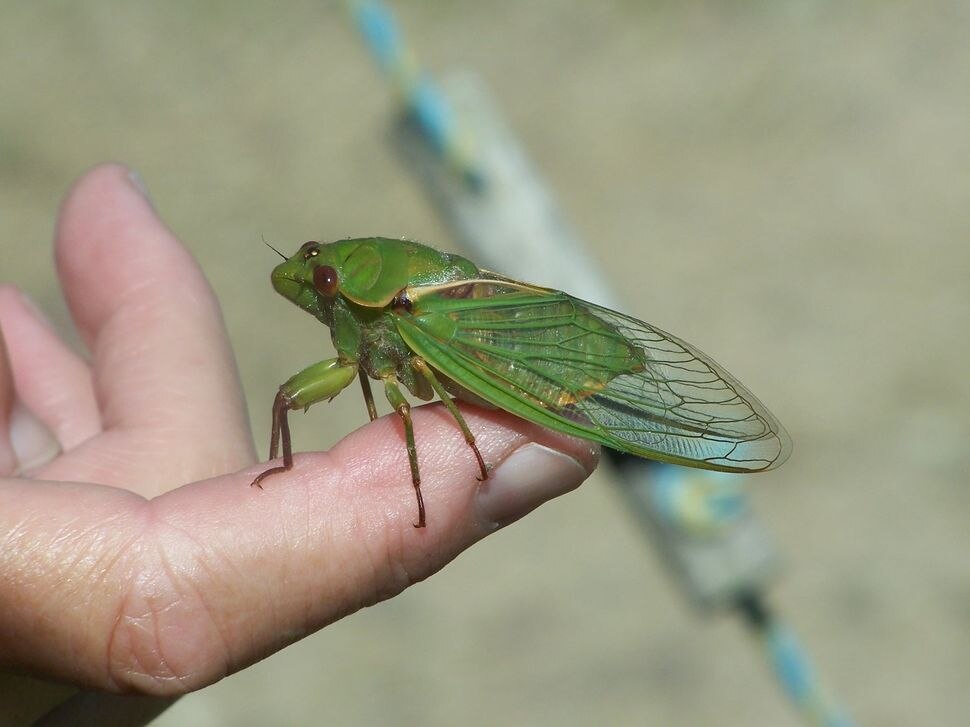 The cicada's summer forecast - ABC listen