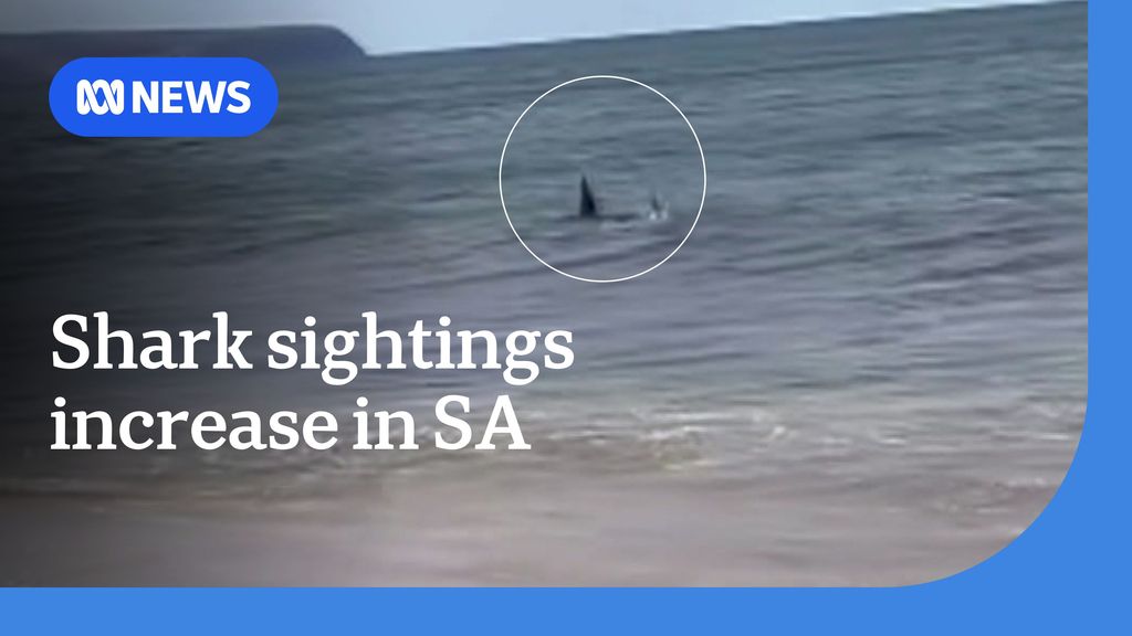 Large sharks sighted near South Australian beaches - ABC News