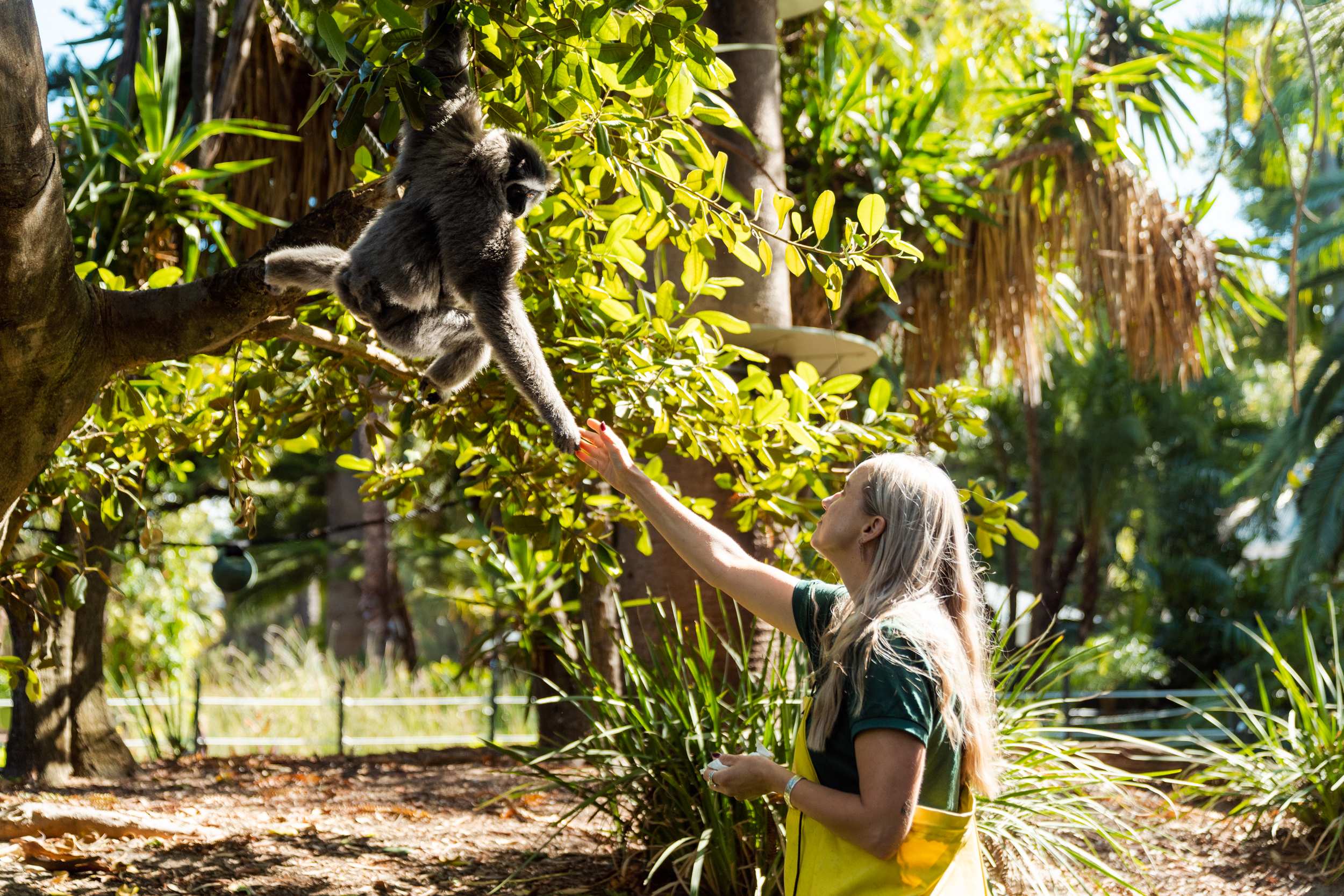 Endangered gibbons are hooking up across the globe thanks to zoologist ...