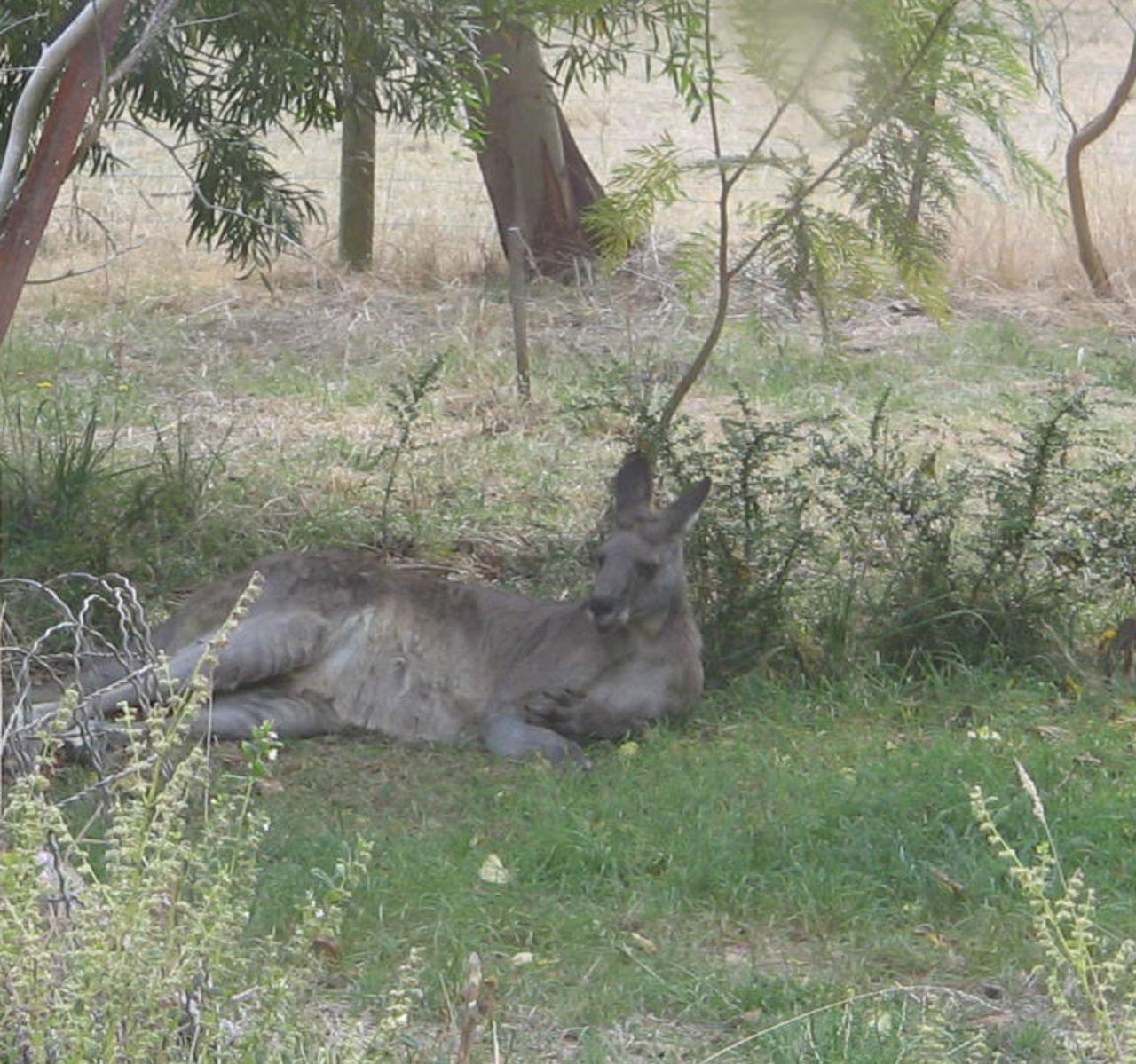 Kroo tail stew - ABC News