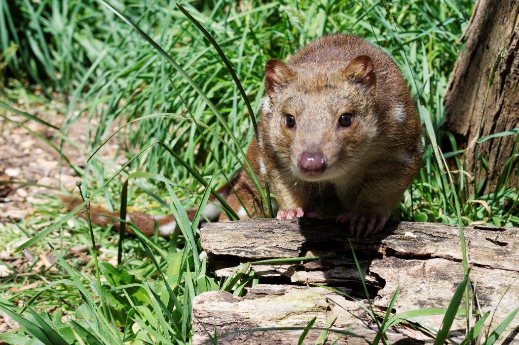 Specially trained dog finds elusive tiger quoll scat in Victoria's ...