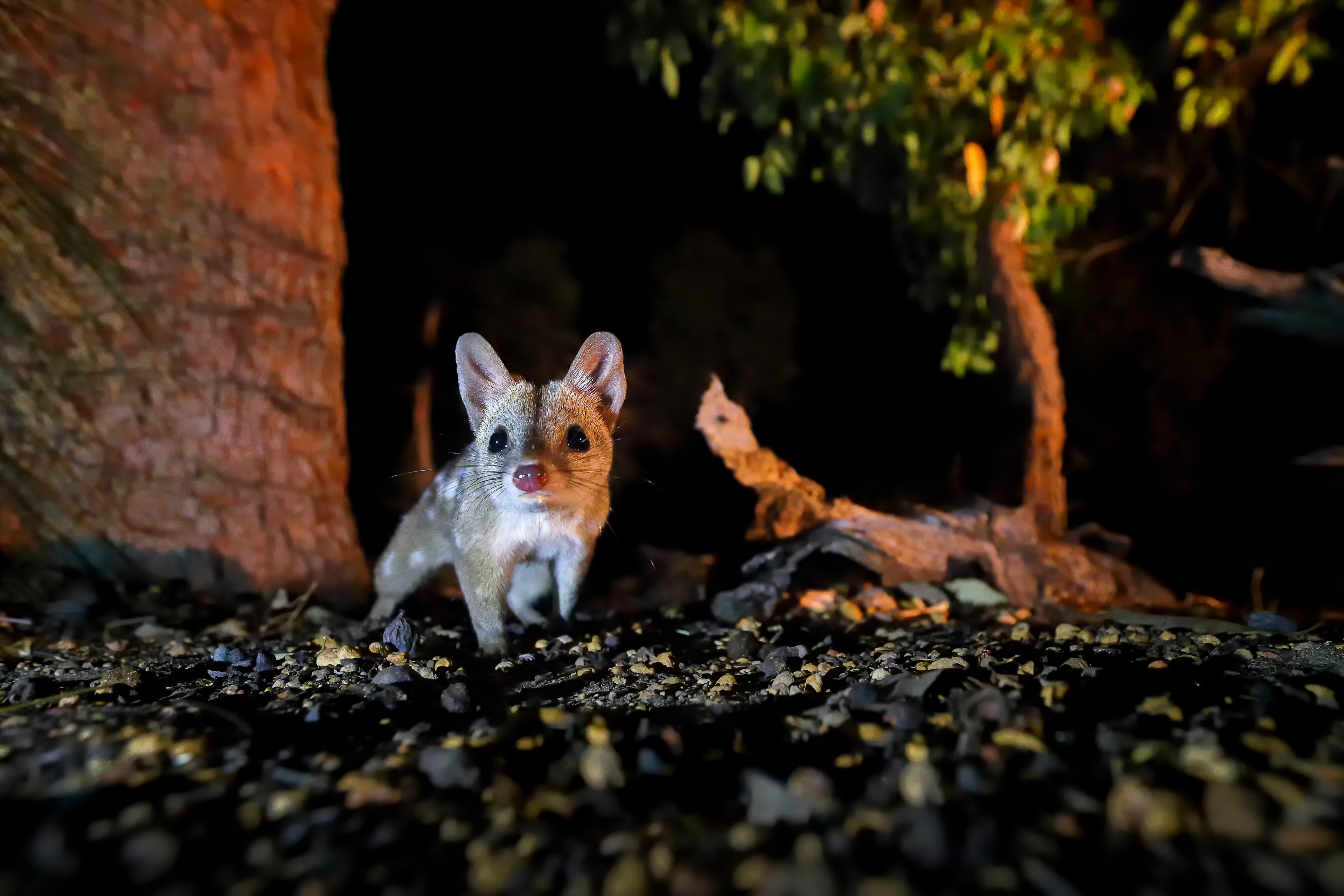 Threatened western quoll returns to an area it was last seen 100 years ...