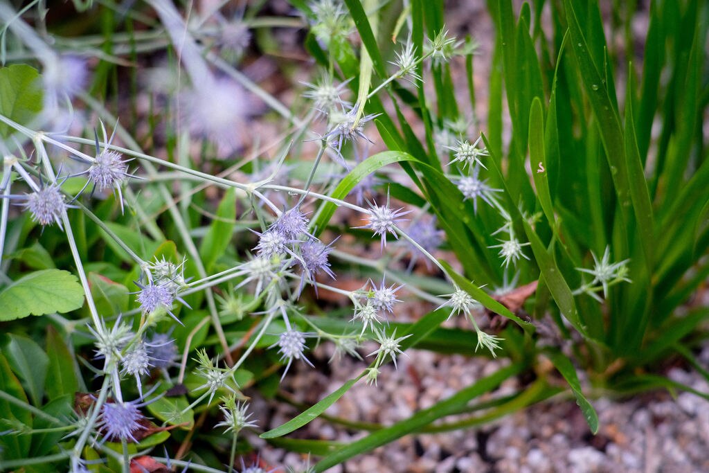 A weed-filled courtyard becomes an urban meadow in Beci Orpin's garden ...