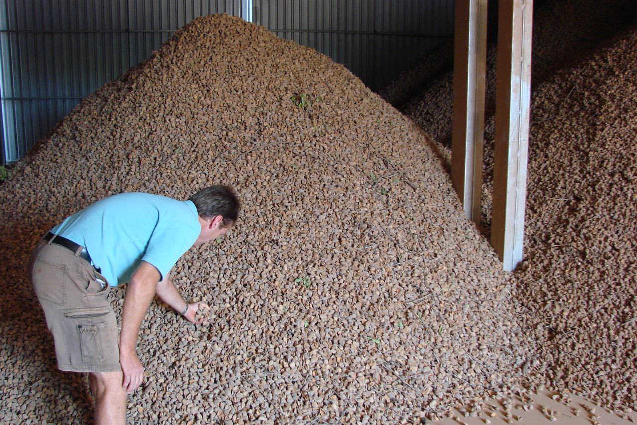 Almond crop getting bigger and bigger - ABC News