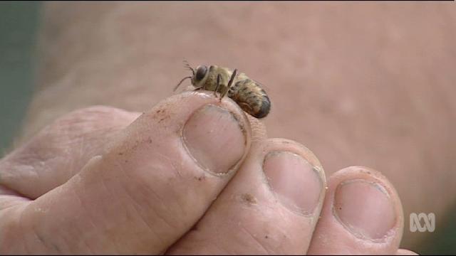 BTN: Bee anatomy - ABC Education