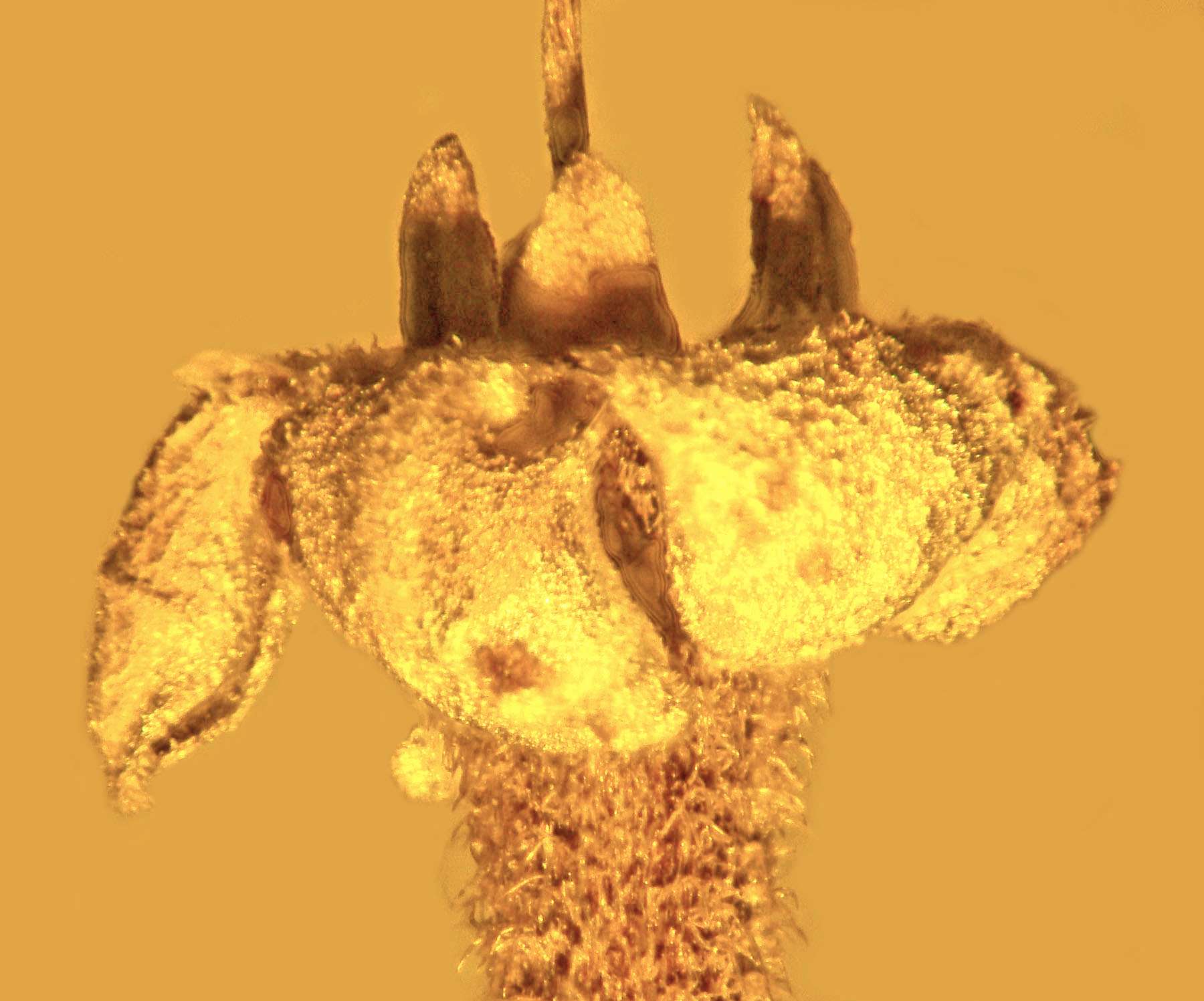 New species of ancient tropical flower found in amber from the ...