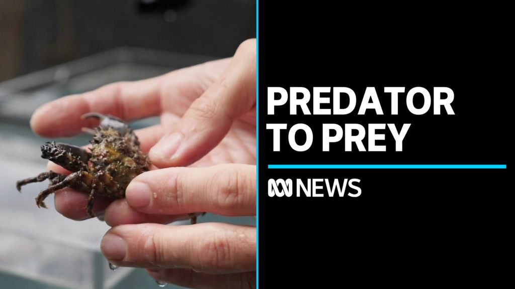 Crown-of-thorns starfish predator hunted by researchers - ABC News