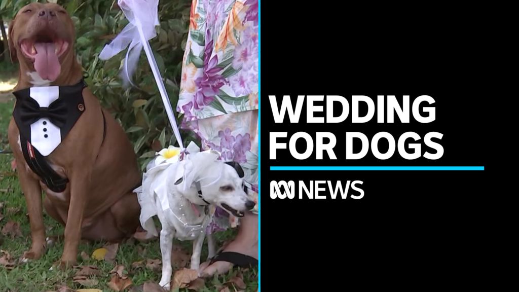 Darwin dog owners unite to celebrate wedding of beloved pups - ABC News
