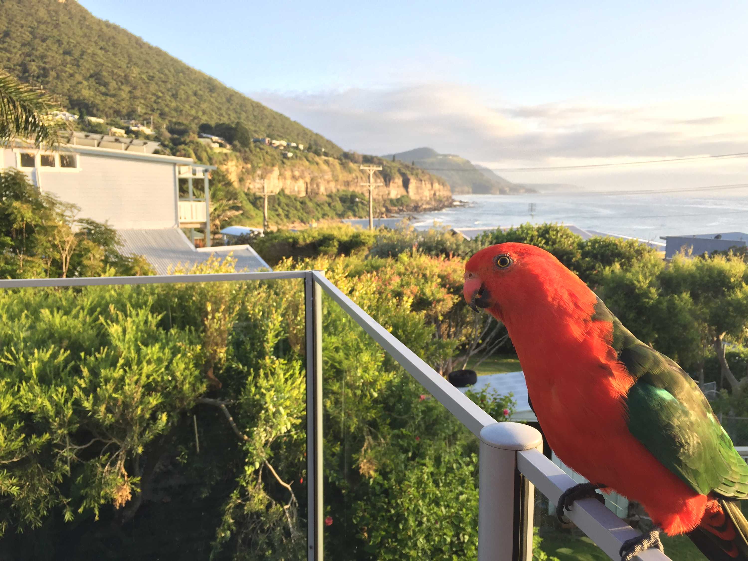 Sulphur-crested cockatoos can be noisy and destructive, but they're ...