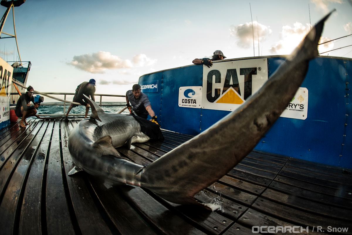Shark research ship MV Ocearch docks in Darwin - ABC News