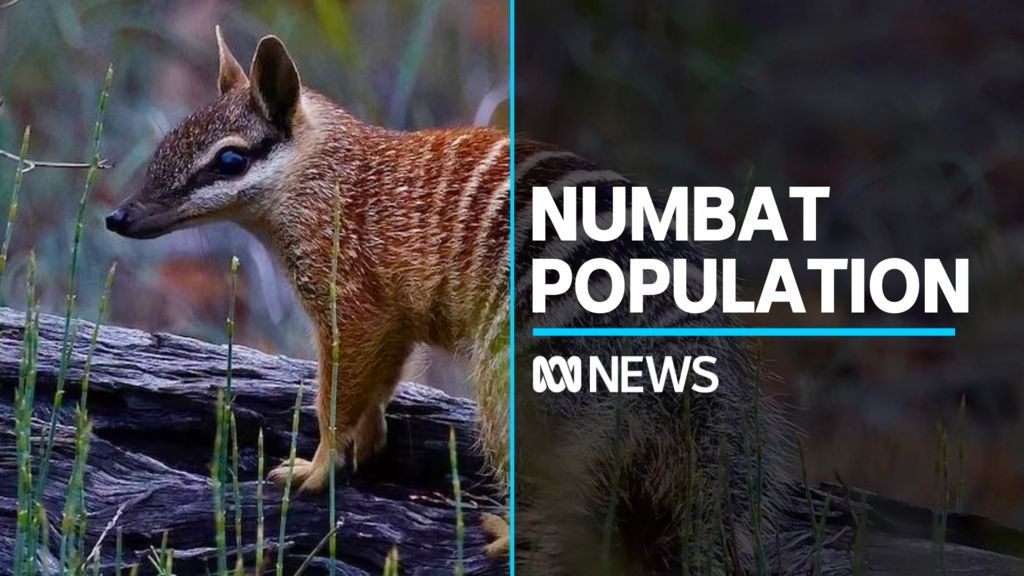 WA numbat population yet to recover from prescribed burns - ABC News