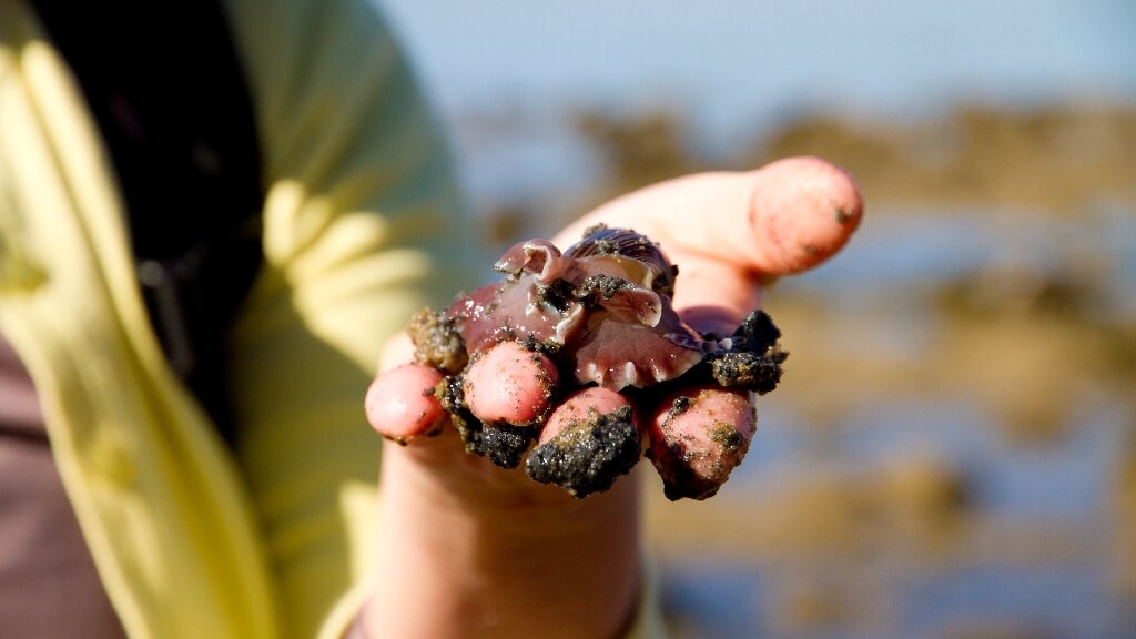 Bubble Shells - ABC listen