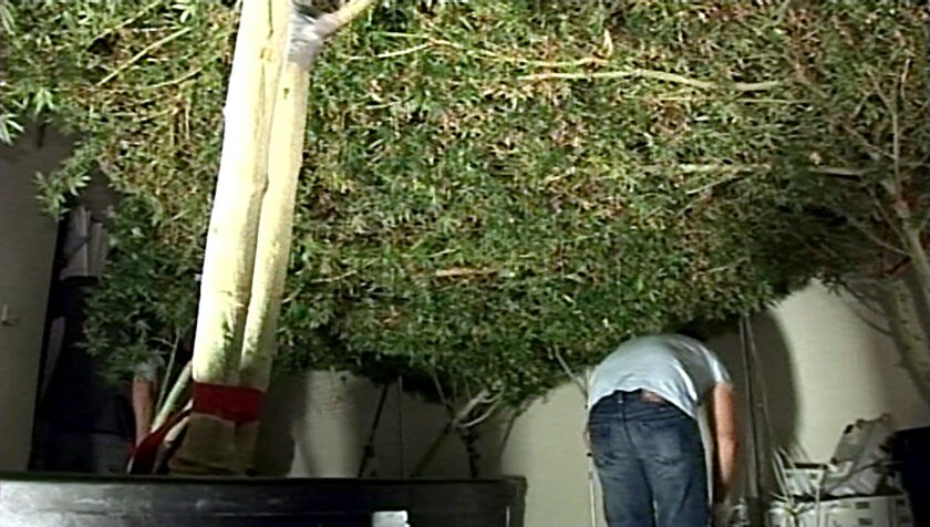 Giant cannabis plants found during police raid - ABC News