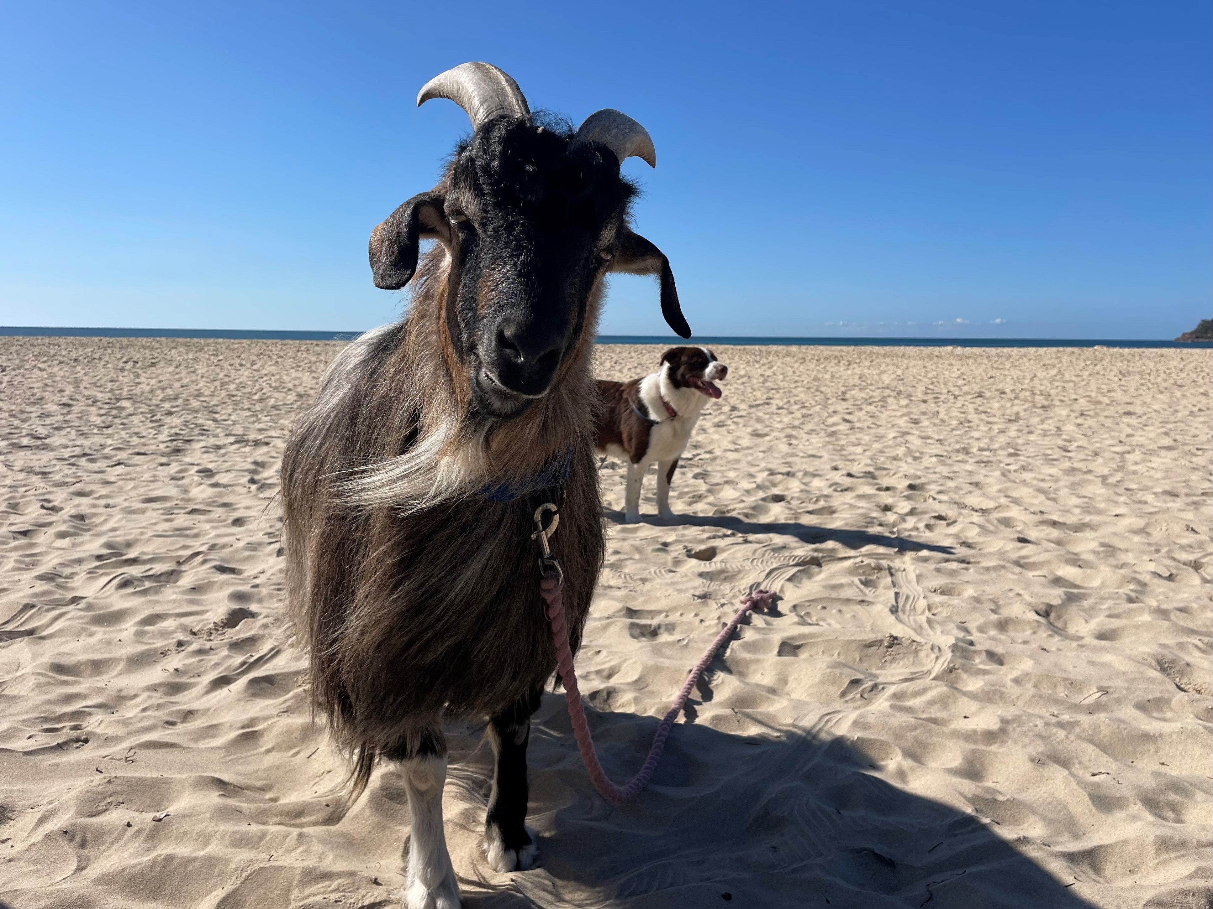 Beach-loving pet goat and his best mate, a dog, bring joy to NSW's ...