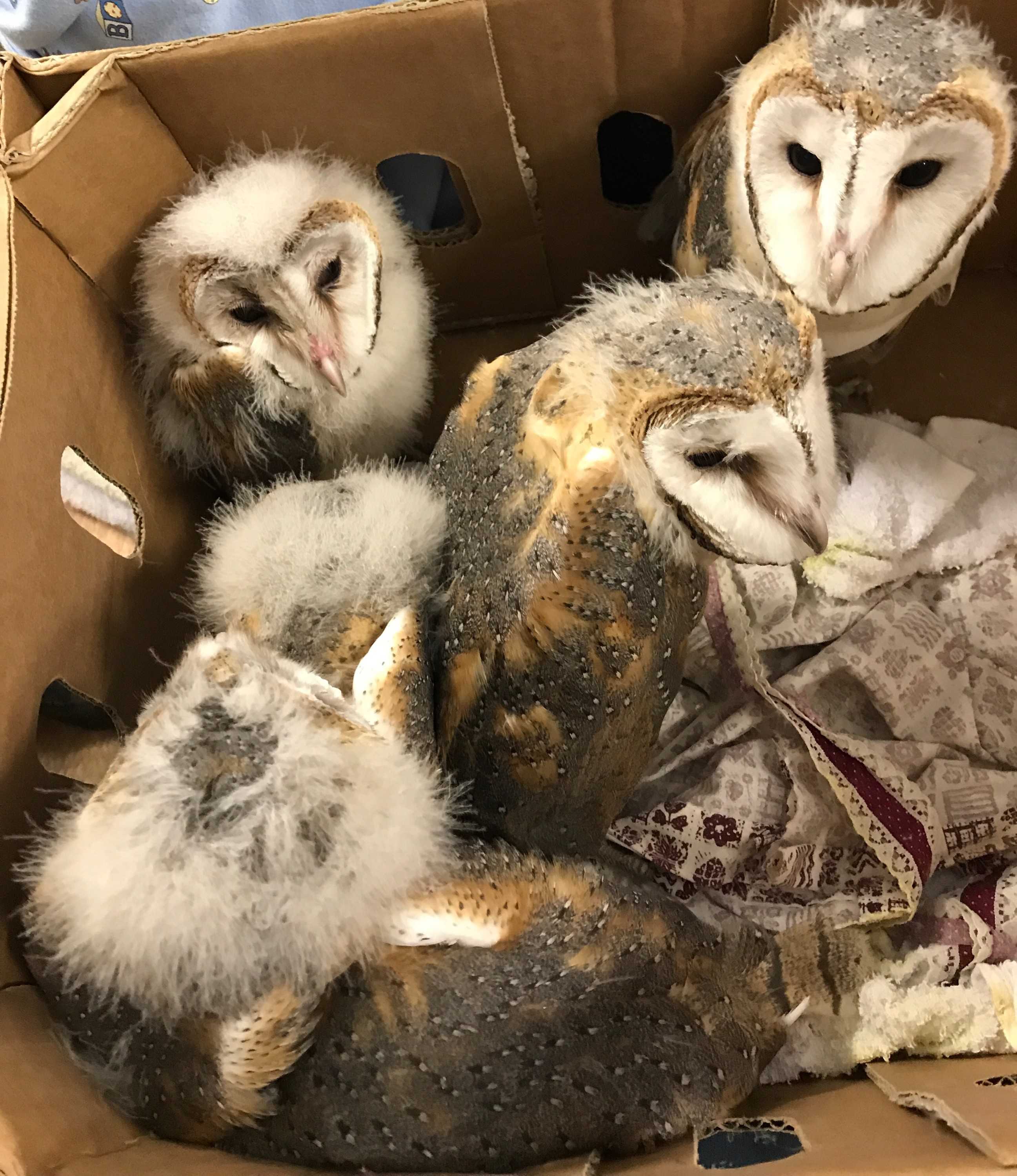 Rescued barn owl chicks bounce back, ready for release into the wild ...