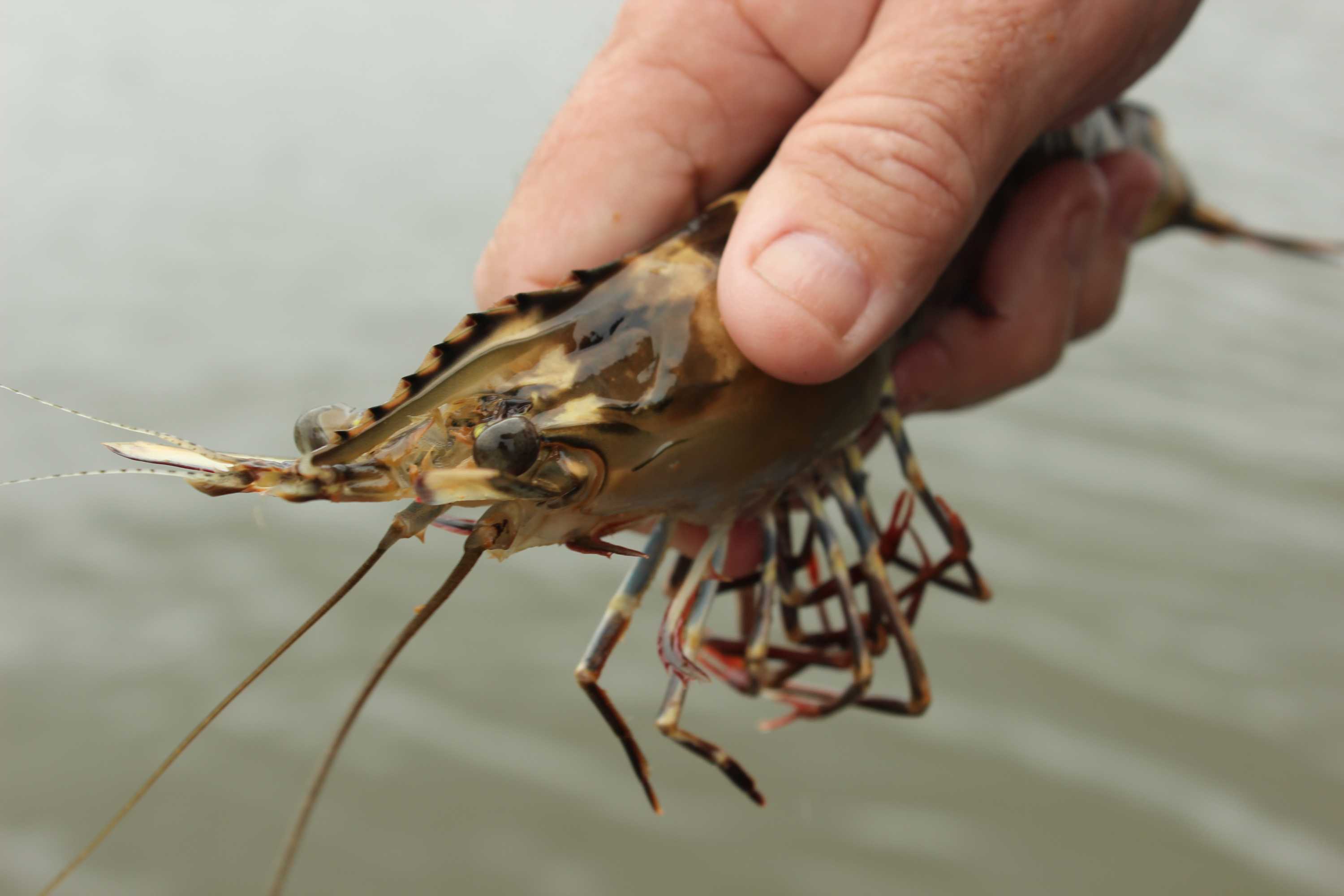 Easter prawn harvest in full swing, but farmer won't be eating the ...