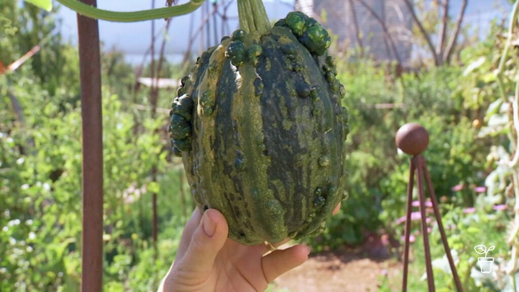 Weird and Wonderful - Gardening Australia