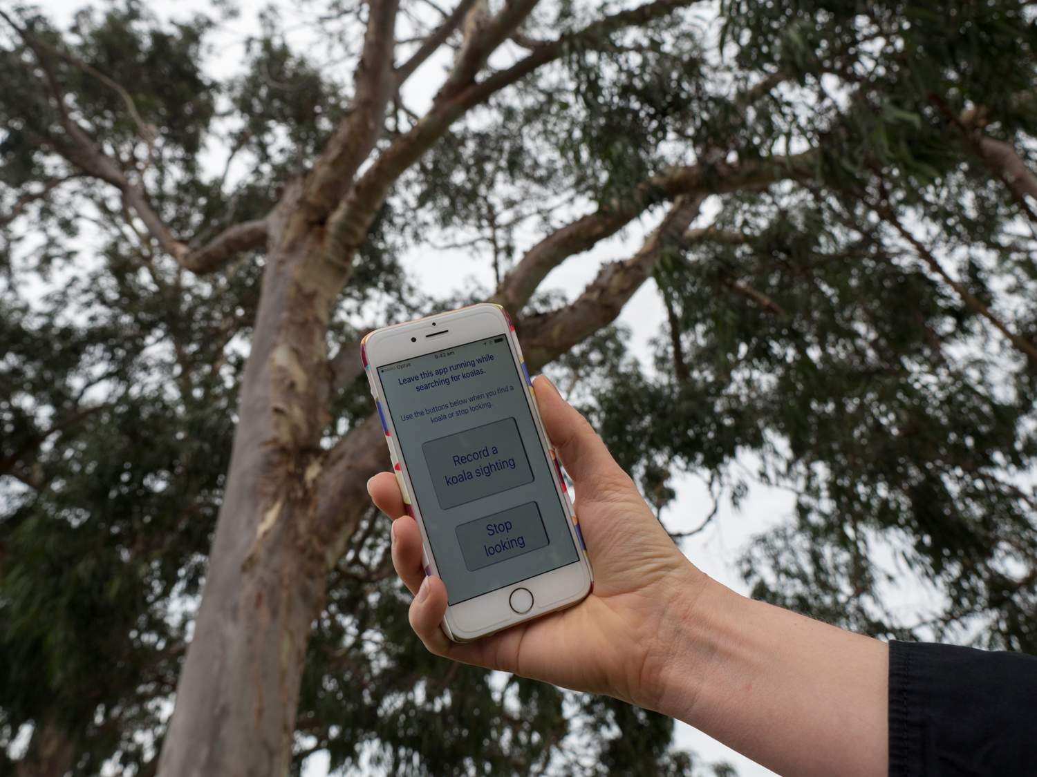 South Australian citizens needed for a second Great Koala Count this ...