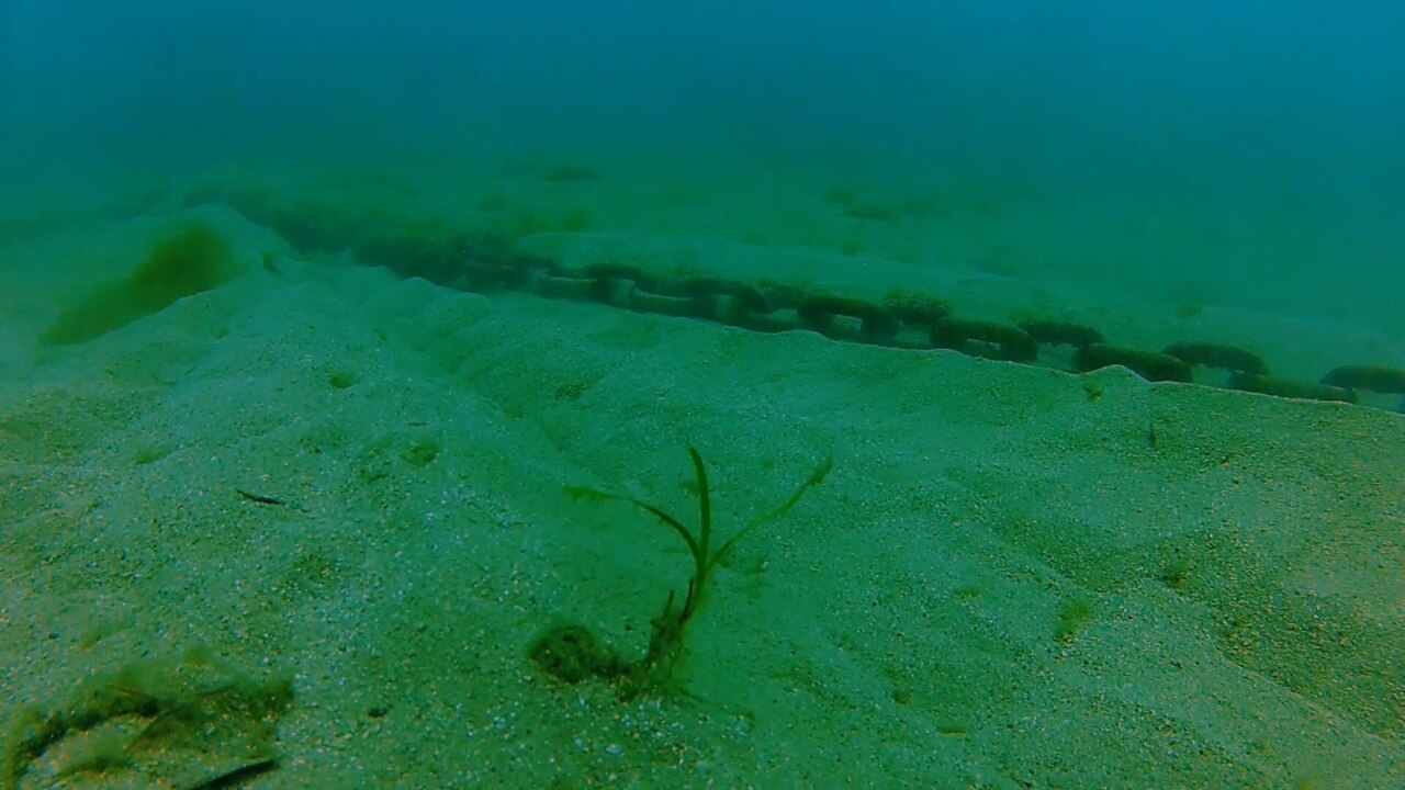 Sydney Harbour boat moorings are impacting sea floor marine life ...
