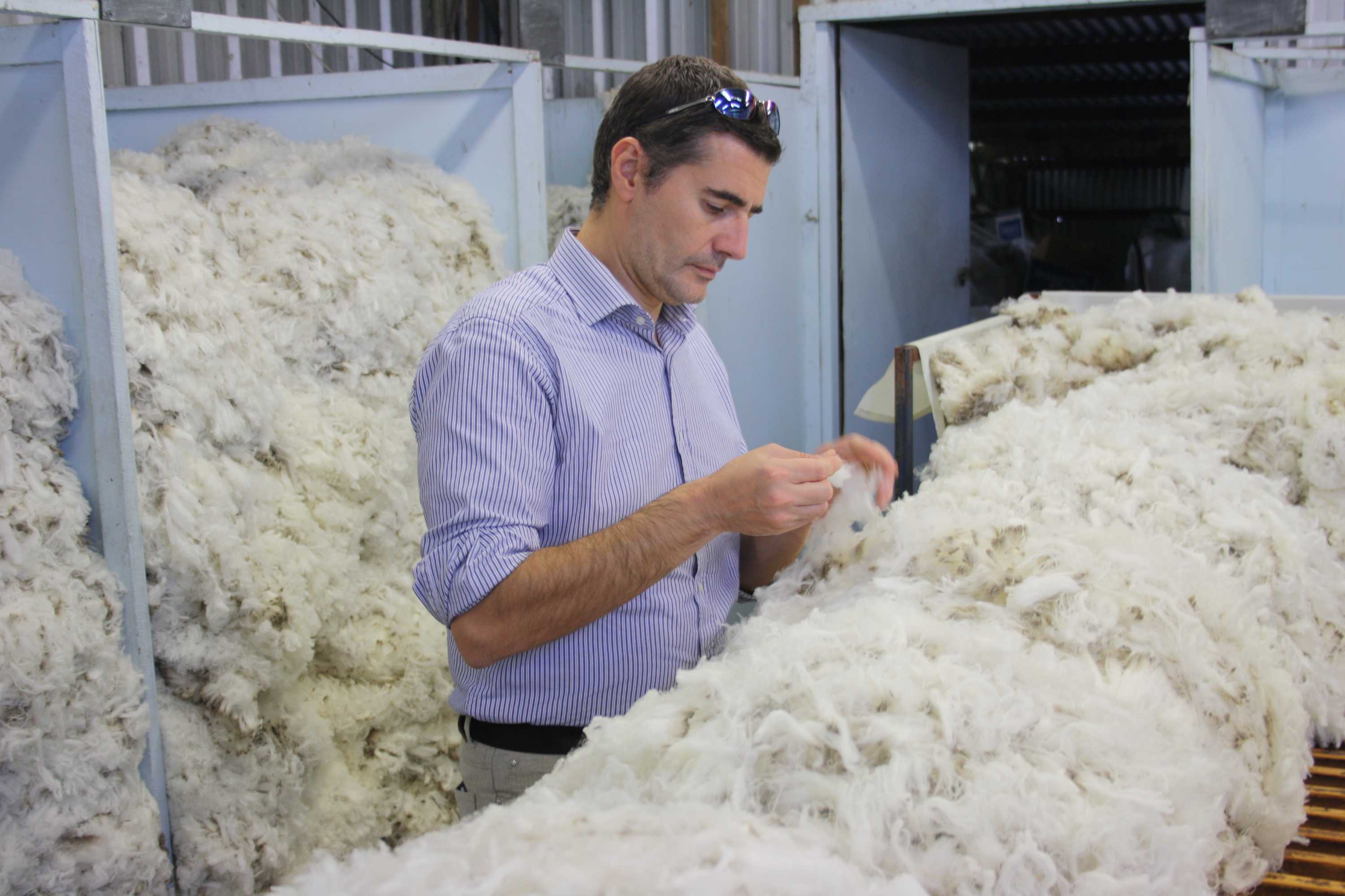 Italian wool textile maker pays premium for Saxon Merino wool produced ...