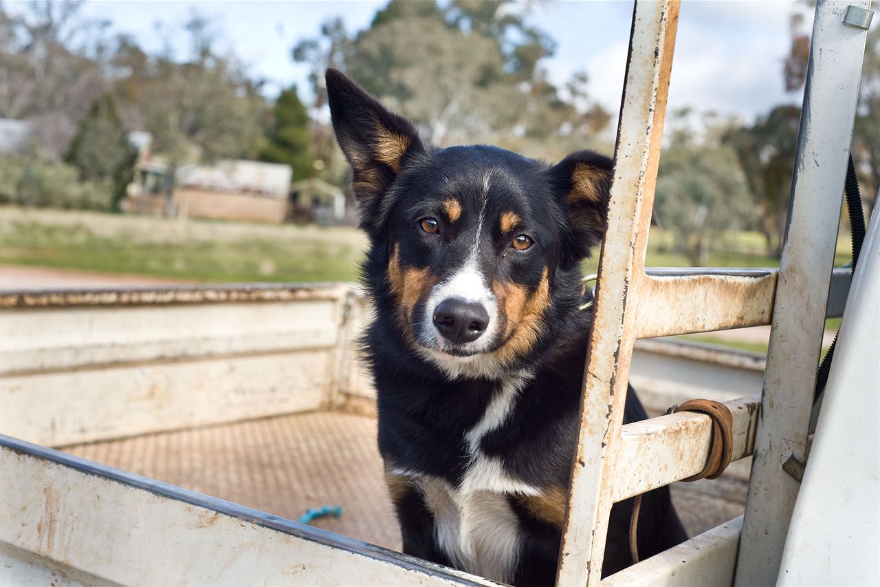 Yard dogs test their skills - ABC News
