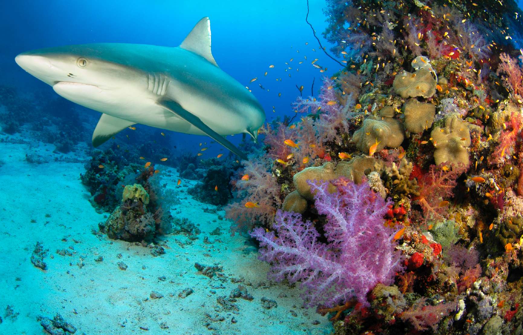 Shark nursery habitats in WA are not protected, study finds - ABC News